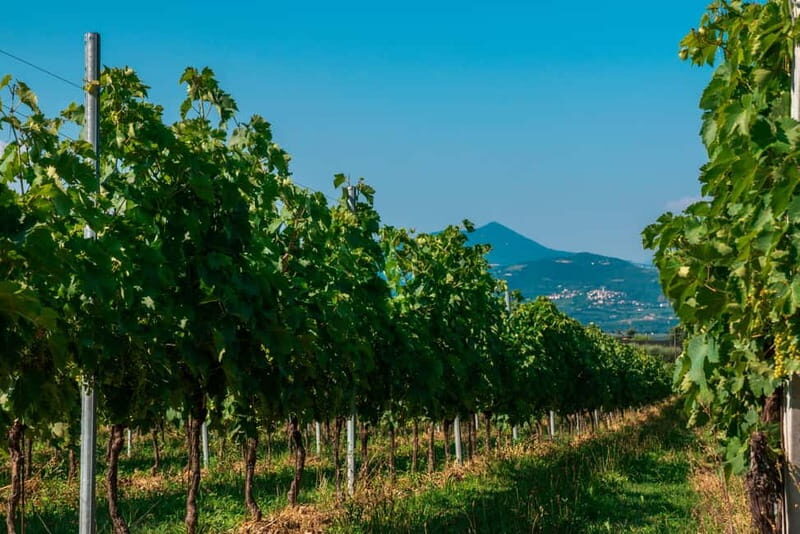Lake Garda: Winery Tour & Wine Tasting with Local Delicacies - The Sum Up