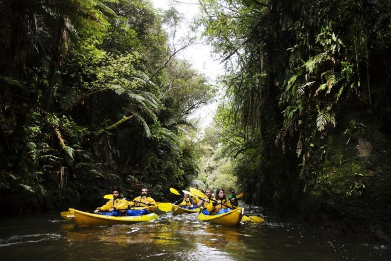 Lake Karapiro: Evening Kayak Glowworm Tour - What to Expect: Step-by-Step through a Night of Wonder