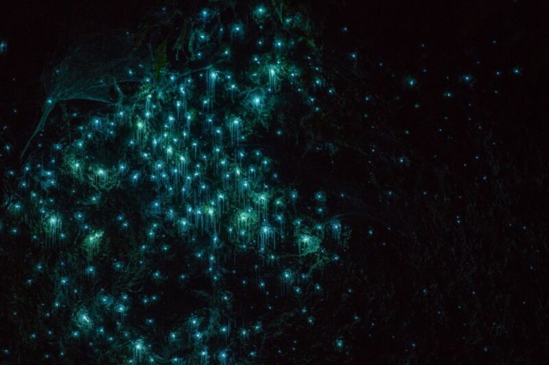 Lake Karapiro: Evening Kayak Glowworm Tour - The Value: Is It Worth the Price?