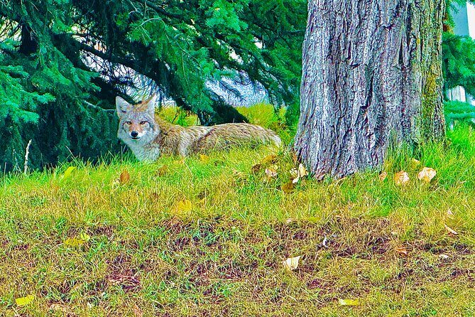 Lake Louise and Moraine Lake Exclusive Evening Private Tour - Final Thoughts