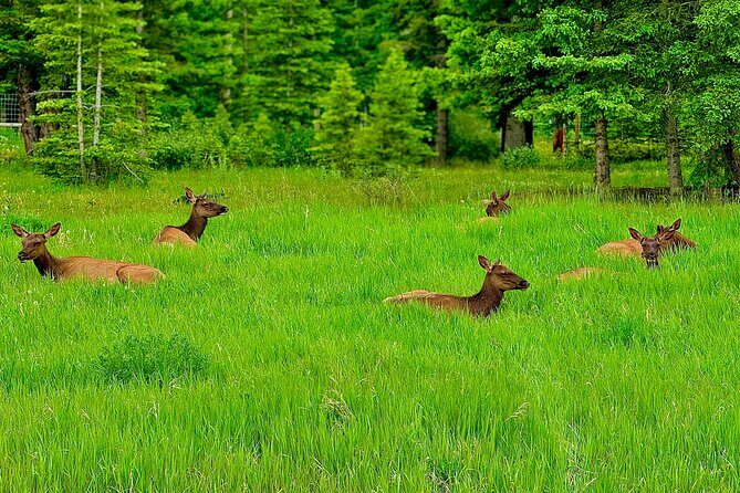 Lake Louise and Moraine Lake Exclusive Evening Private Tour - Final Summary