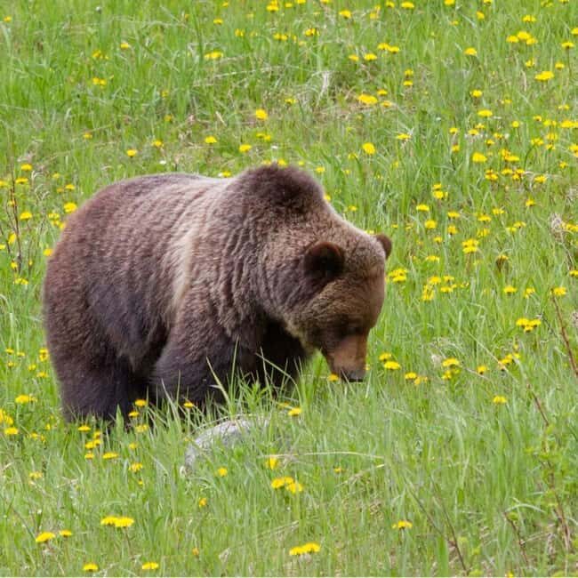 Lake Louise, Banff Gondola, & Yoho National Park 2 Day Tour - The Sum Up: Who Should Consider This Tour?