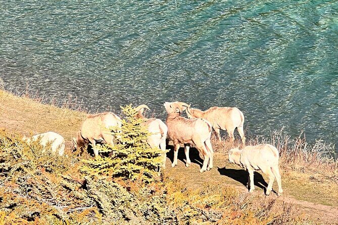Lake Louise, Moraine Lake, Emerald Lake and Johnston Canyon Tour - FAQ