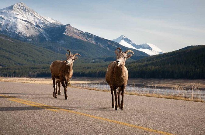 Lake Louise Moraine Lake Icefield Parkway Full Day Private Tour - Who Is This Tour Best For?
