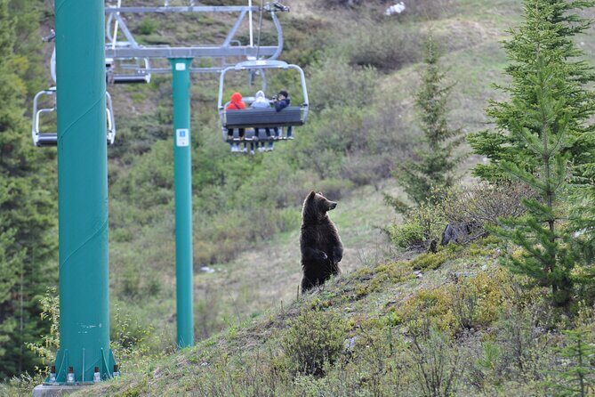 Lake Louise Summer Gondola Experience - Conclusions: Is the Lake Louise Summer Gondola Worth It?