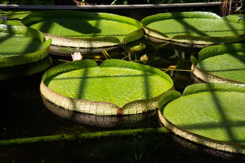 Lake Maggiore Gardens: Botanical Gardens Gourmet Food Cruise - FAQs
