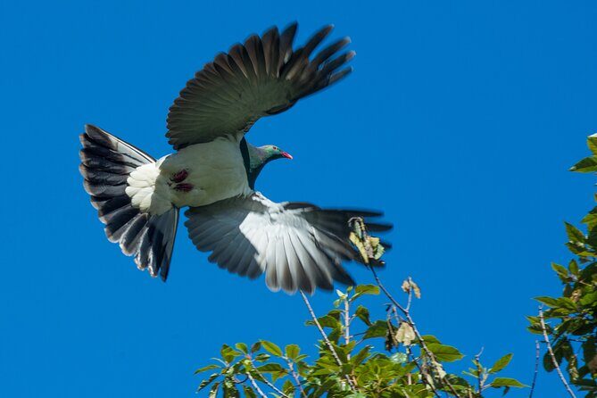 Lake Matheson Nature Tour - Why This Tour Is a Great Choice