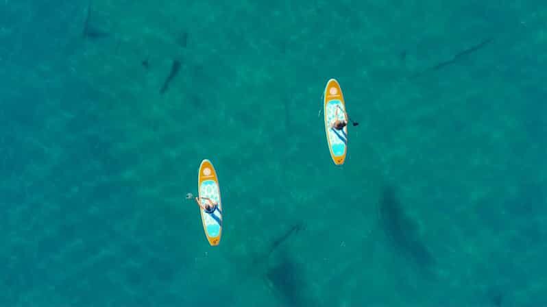 Lake Mead: Paddle Board Rental - Key Points