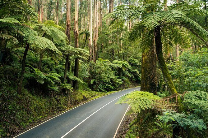 Lake Mountain Snow Trip including Yarra Valley Chocolaterie from Melbourne - What to Expect from the Tour