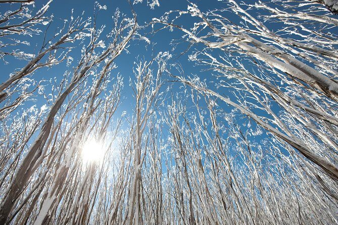 Lake Mountain Snow Trip including Yarra Valley Chocolaterie from Melbourne - Who Should Consider This Tour?