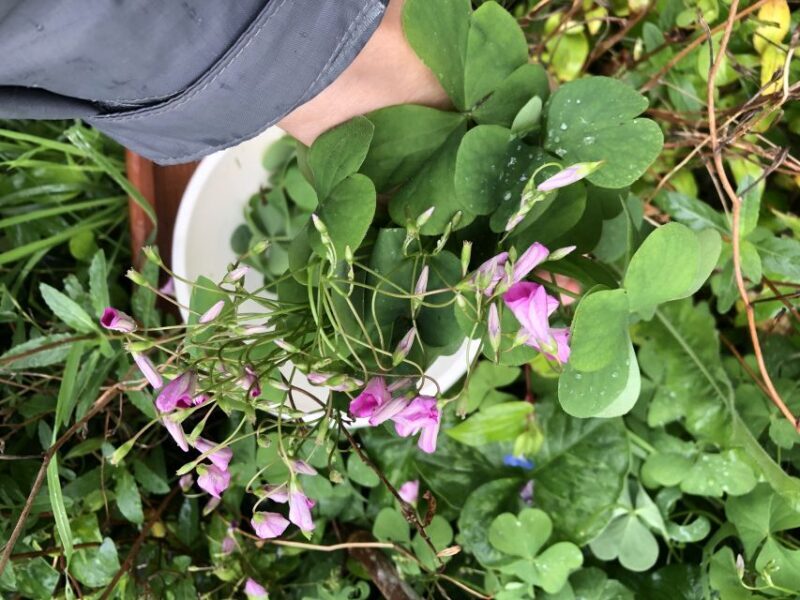 Lake Nemi: Herbs of the Moon Sensory Farm Visit - An In-Depth Look at the Herbs of the Moon Farm Tour