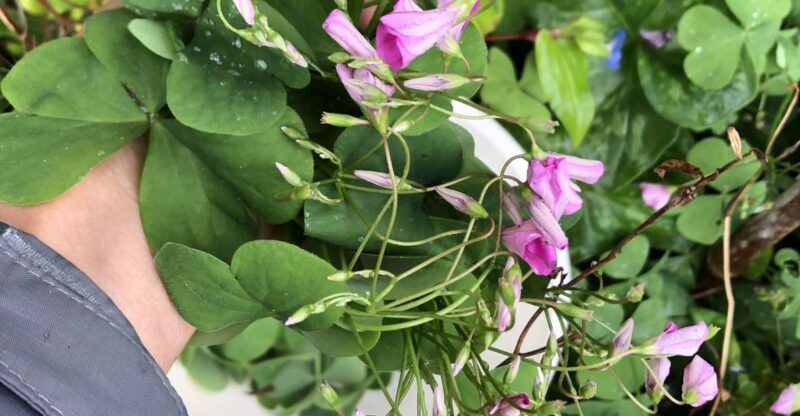Lake Nemi: Herbs of the Moon Sensory Farm Visit - Final Thoughts
