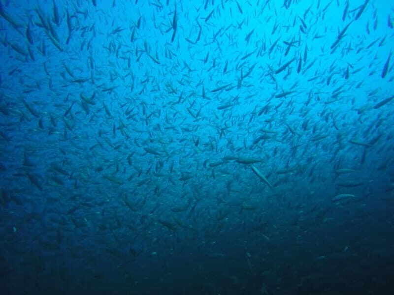 Lake Ohrid: Try Diving at the Bay of the Bones - FAQ