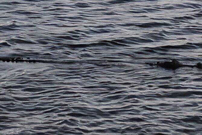 Lake Osborne Gator Watch Tour - What to Expect During Your Visit