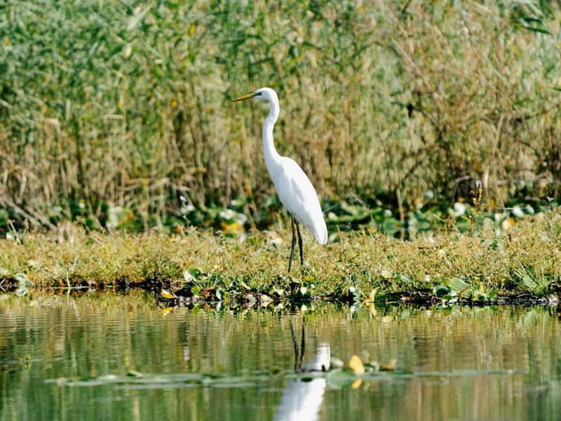 Lake Skadar: Early-morning Birdwatching and Photography Tour - Key Points