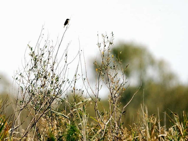 Lake Skadar: Early-morning Birdwatching and Photography Tour - Introduction: A Serene Start to Your Day at Lake Skadar