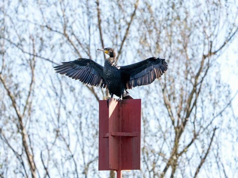 Lake Skadar: Early-morning Birdwatching and Photography Tour - What to Expect During the Tour