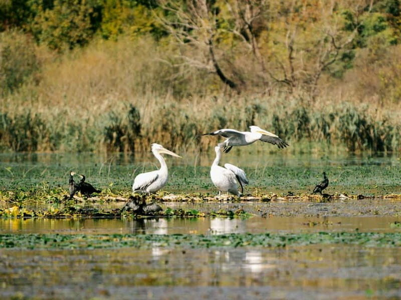 Lake Skadar: Early-morning Birdwatching and Photography Tour - The Value of the Experience