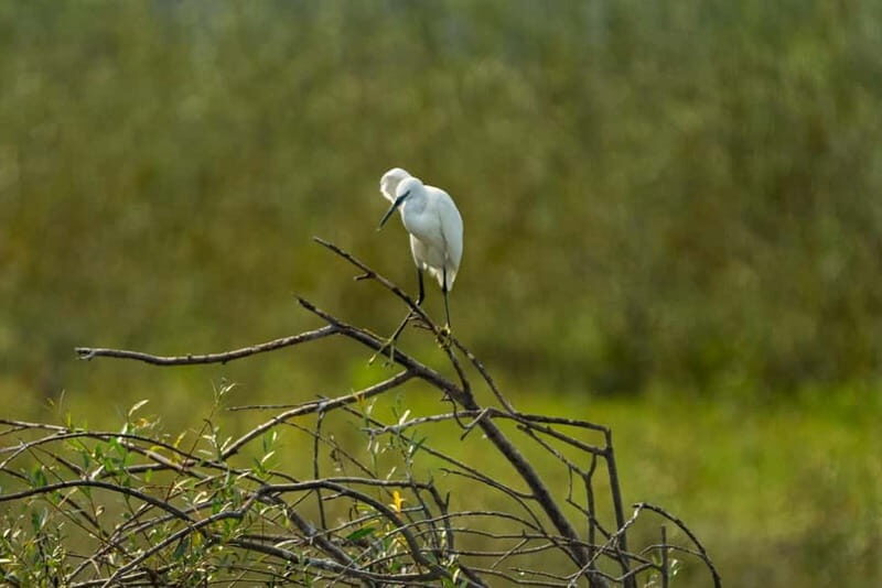 Lake Skadar: Early-morning Birdwatching and Photography Tour - The Sum Up
