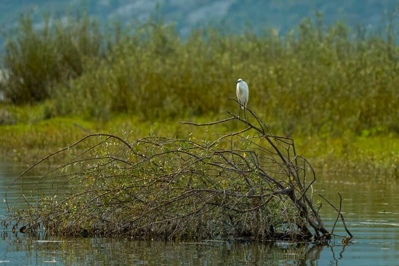 Lake Skadar: Early-morning Birdwatching and Photography Tour - FAQs