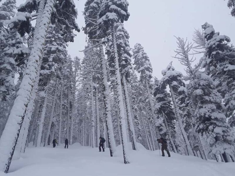 Lake Tahoe: Scenic Snowshoe Tour in a Winter Wonderland - Pricing and Value
