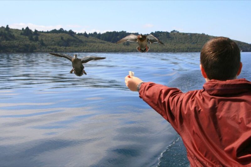 Lake Taupo: 1.5-Hour Mori Rock Carvings Cruise - Who Will Love This Tour?