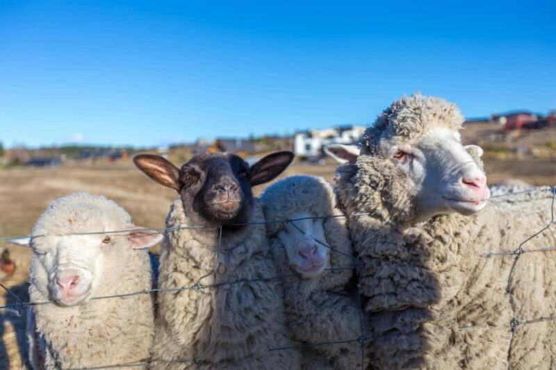 Lake Tekapo: Guided Petting Zoo Visit - Key Points