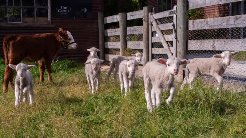 Lake Tekapo: Guided Petting Zoo Visit - What to Expect at the Lake Tekapo Petting Zoo
