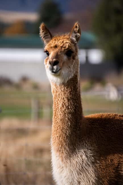 Lake Tekapo: Guided Petting Zoo Visit - Final Thoughts