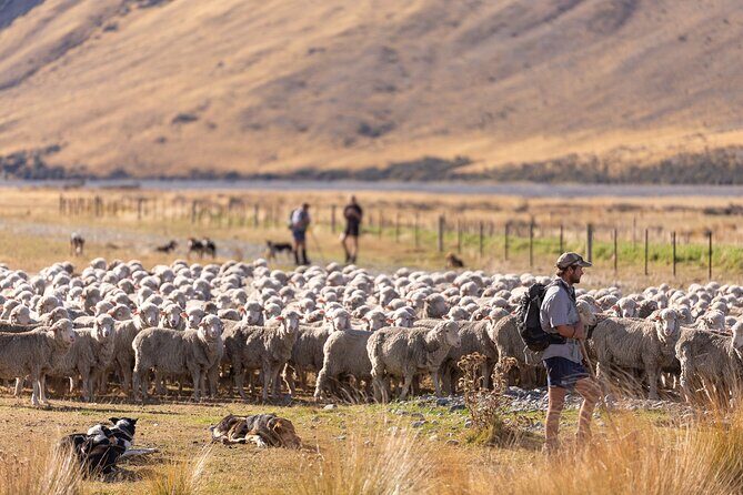 Lake Tekapo Scenic Wilderness Cass Valley Tour - Who Should Book This Tour?