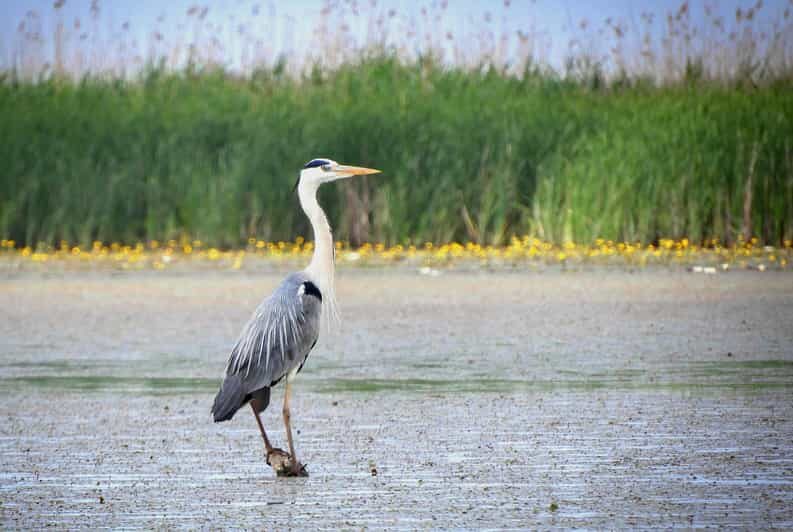 Lake Tisza: Boat trip in the Bird Paradise - The Guide: Your Wildlife Expert