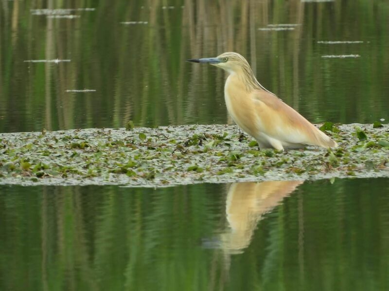 Lake Tisza: Boat trip in the Bird Paradise - The Itinerary: What You’ll See and Do