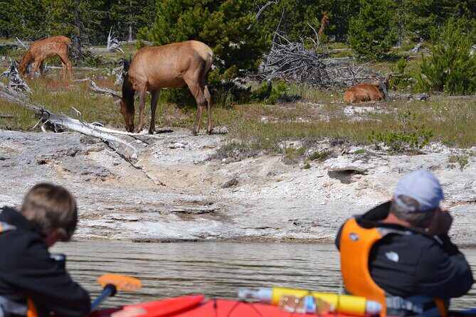 Lake Yellowstone Half Day Kayak Tours Past Geothermal Features - Final Thoughts