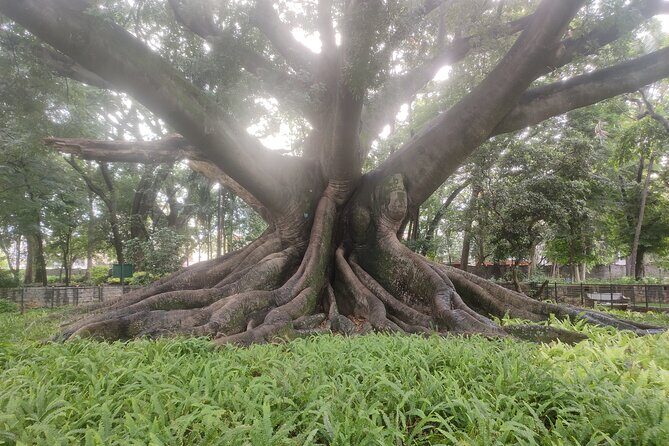 Lalbagh Botanical Garden Early Morning Walk + Breakfast at MTR - Who Should Join?
