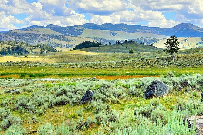 Lamar River Valley Day Hike Tour - An In-Depth Look at the Lamar River Valley Day Hike