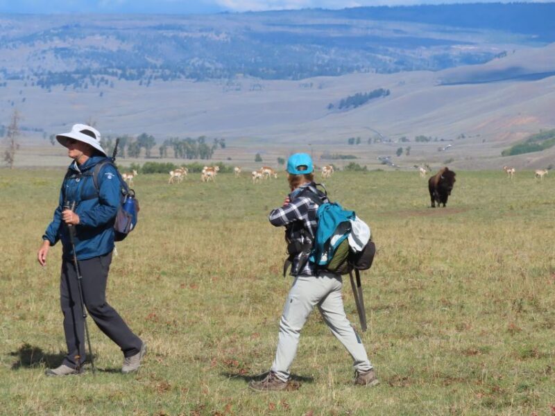 Lamar Valley: Safari Hiking Tour with Lunch - Value and Practical Considerations