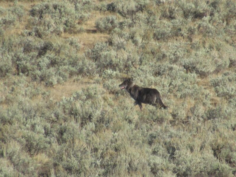 Lamar Valley: Safari Hiking Tour with Lunch - Multiple Perspectives from Past Participants