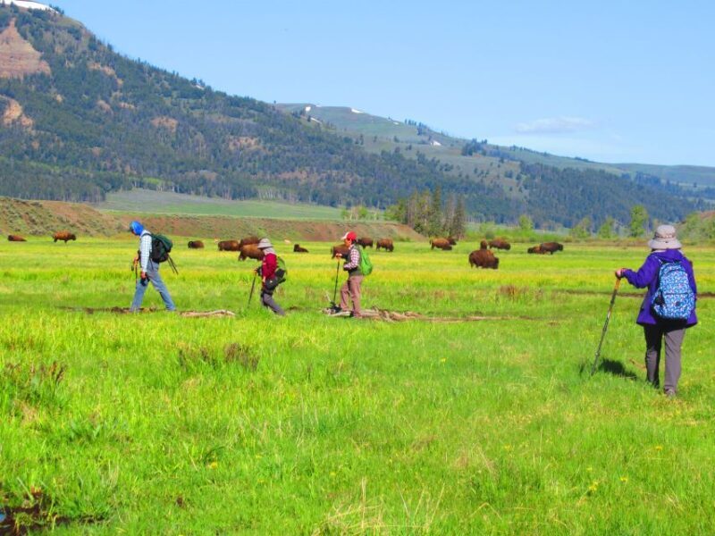 Lamar Valley: Safari Hiking Tour with Lunch - FAQs