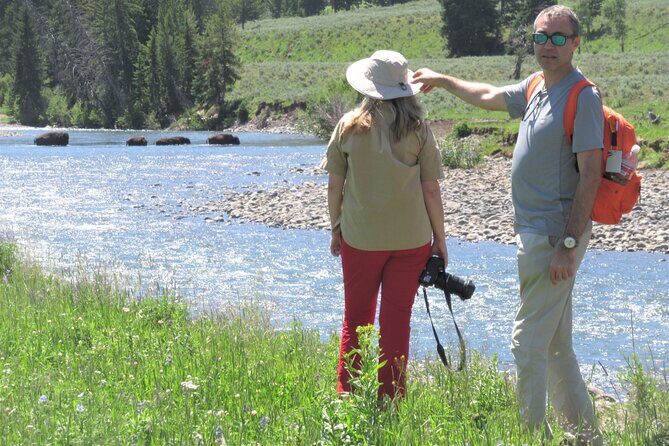 Lamar Valley Safari Hiking Tour with Lunch - A Deep Dive into the Experience
