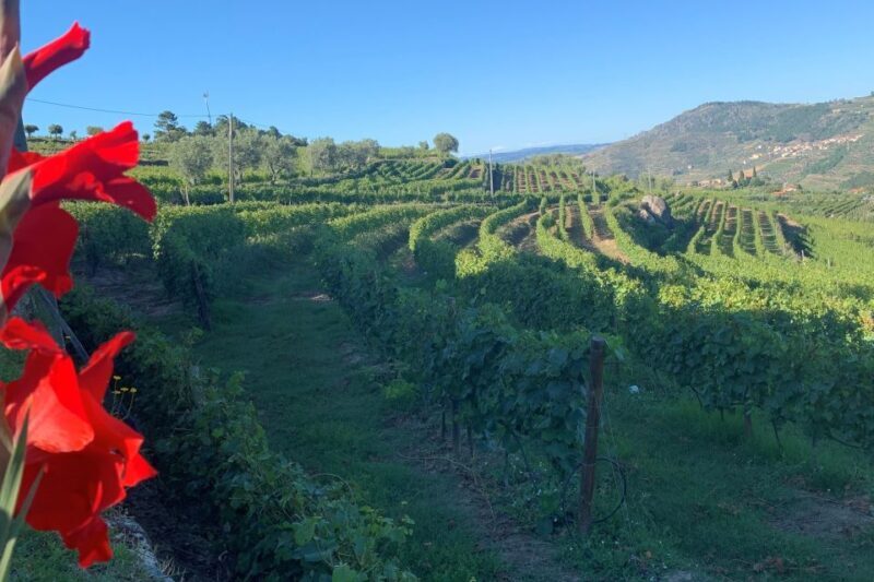 Lamego: Quinta da Portela de Baixo Winery Tour and Tasting - Lamego: Quinta da Portela de Baixo Winery Tour and Tasting