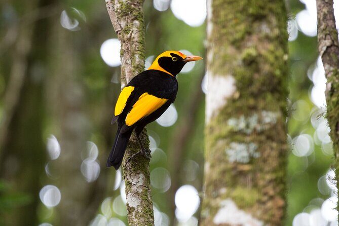 Lamington National Park, O'Reilly's & Vineyard Tour - A Full-Day Journey into Queensland’s Natural Beauty