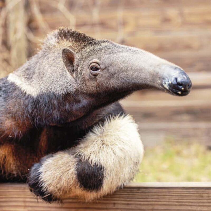 Lamont: Anteater Encounter at North Florida Wildlife Center - The Sum Up