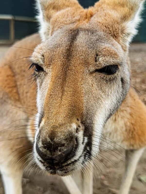 Lamont: Kangaroo Encounter at North Florida Wildlife Center - The Practical Details
