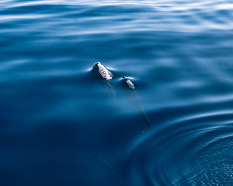 Lampedusa: Sunset Dolphin Sighting on a Pirate Ship - Final Thoughts