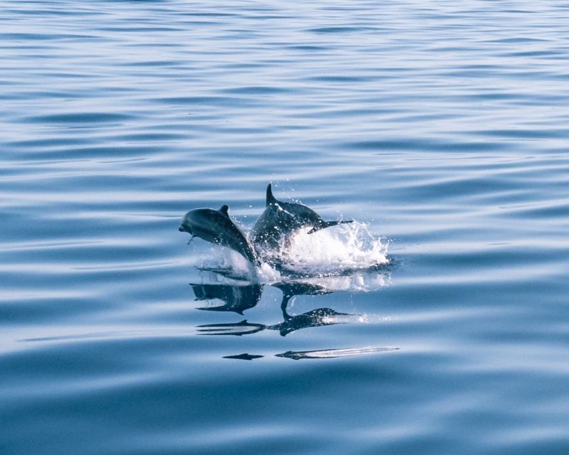 Lampedusa: Sunset Dolphin Sighting on a Pirate Ship - FAQs