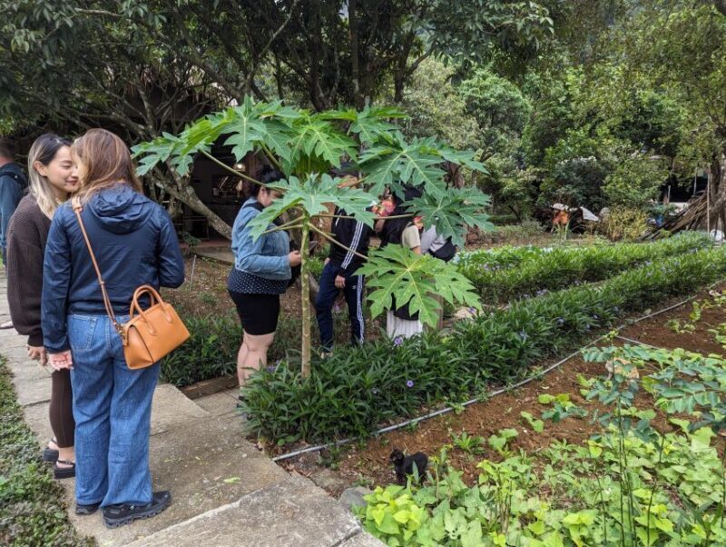 Lan ha Bay 5star cruise day trip, kayaking, swimming, bike - Frequently Asked Questions