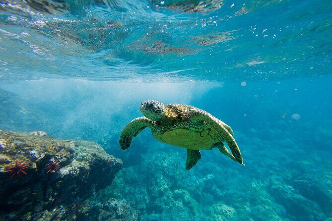 Lana'i Coast Snorkel and Sail - Key Points