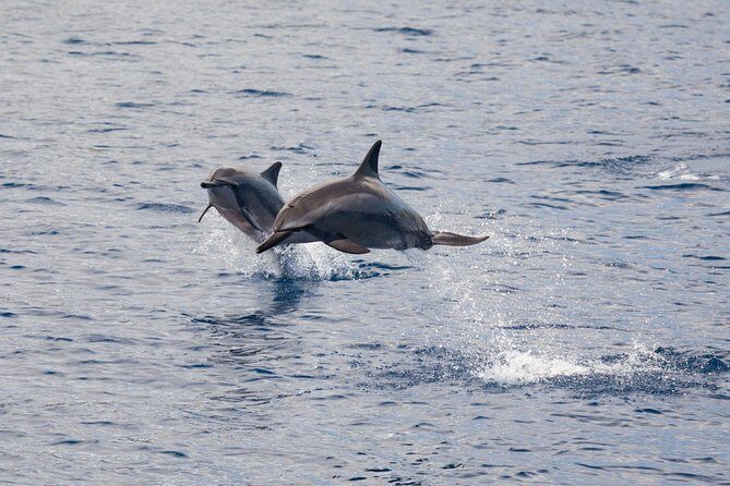 Lanai Snorkel and Dolphin Watch from Maalaea - An Inside Look at the Lanai Snorkel and Dolphin Watch Experience