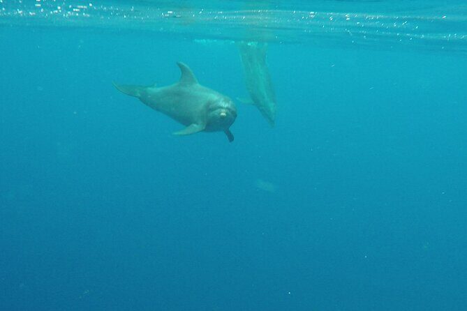 Lanai Snorkeling Half Day with Sea Scooter - Final Thoughts: Why It’s a Good Choice