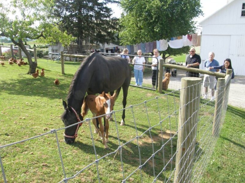Lancaster: Amish Experience Visit-in-Person Tour of 3 Farms - Who Will Love This Tour?